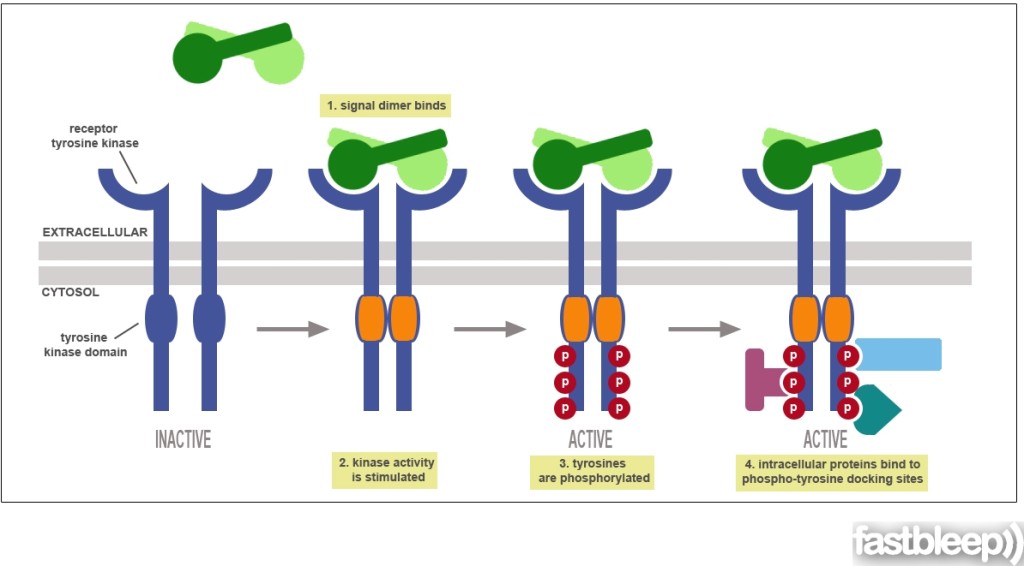 Enzyme Linked Receptor Signaling Through Enzyme Linked Cell Surface